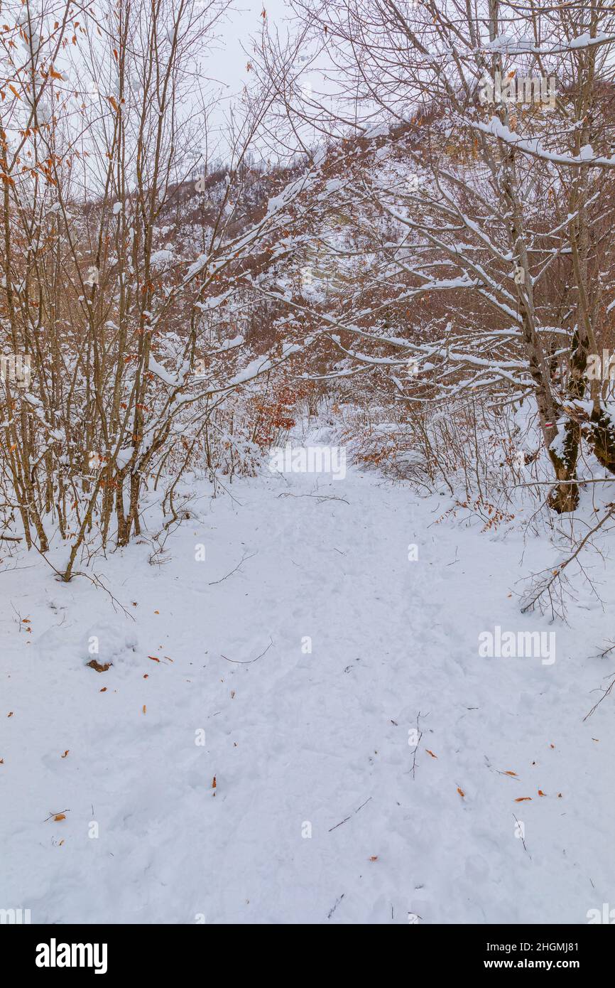 Trees and bushes covered with snow in the forest Stock Photo - Alamy