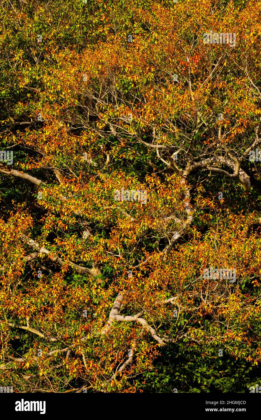 The branches on a mature American Beech growing in Pennsylvania’s ...