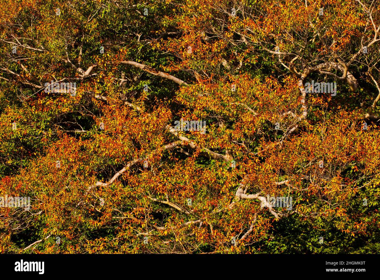 The branches on a mature American Beech growing in Pennsylvania’s ...