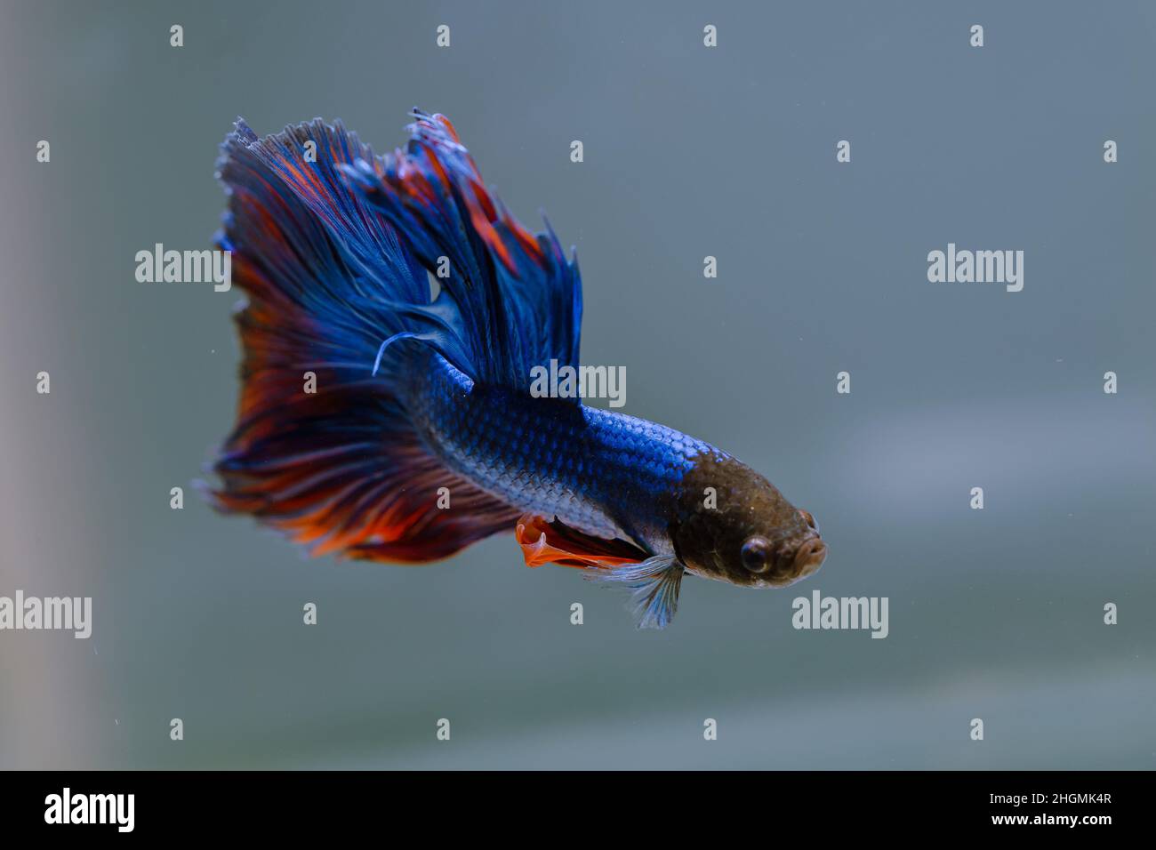 beautiful little betta fish, betta fish on plain background Stock Photo ...