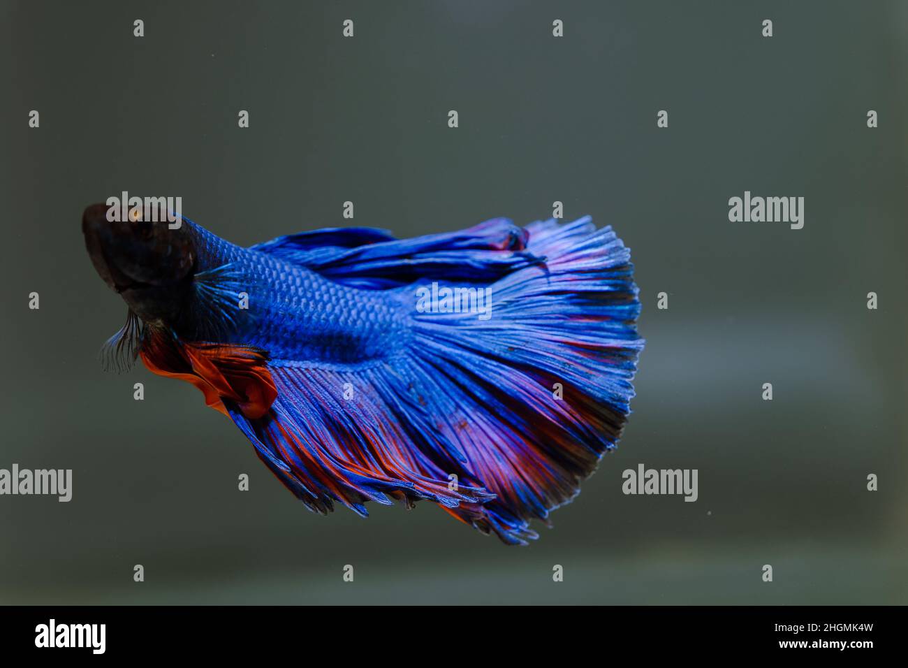 beautiful little betta fish, betta fish on plain background Stock Photo ...