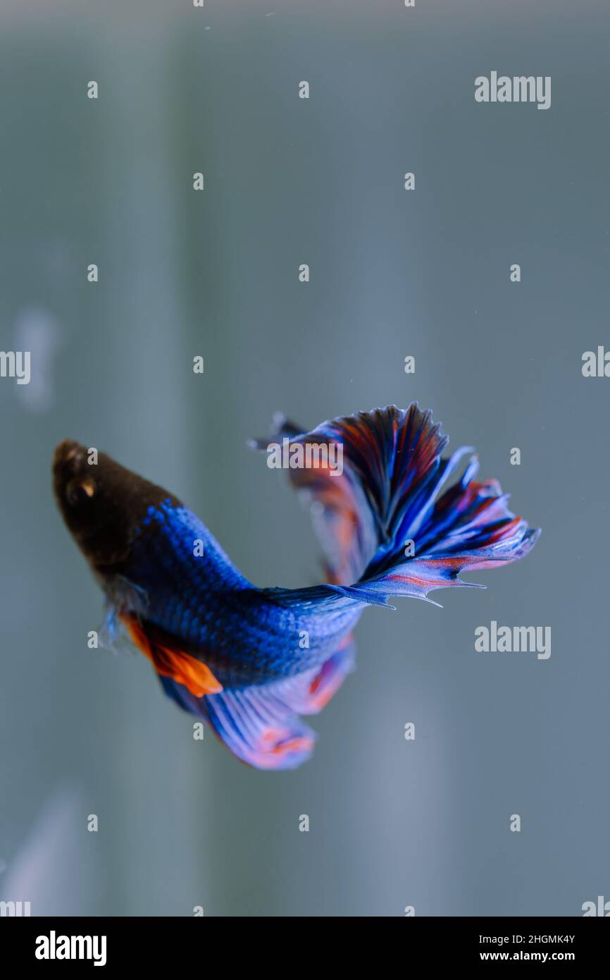 beautiful little betta fish, betta fish on plain background Stock Photo ...