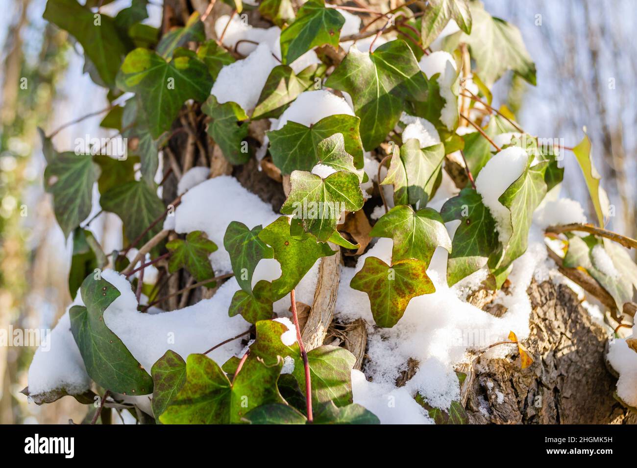 Creeper plant wrapped hi-res stock photography and images - Alamy