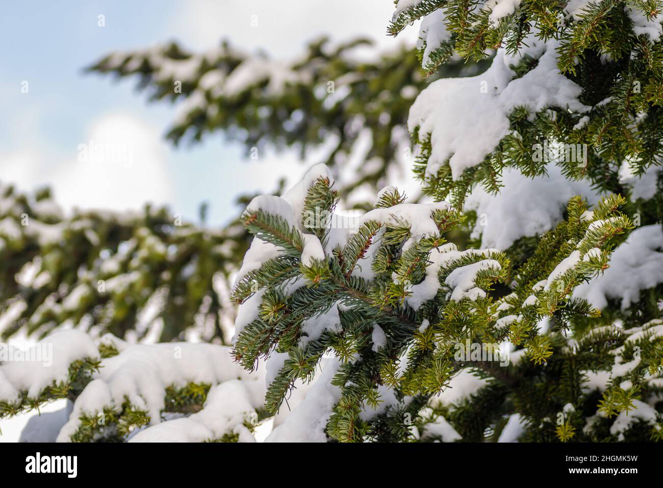 Illuminated by the winter sun and covered with snow, the green leaves ...