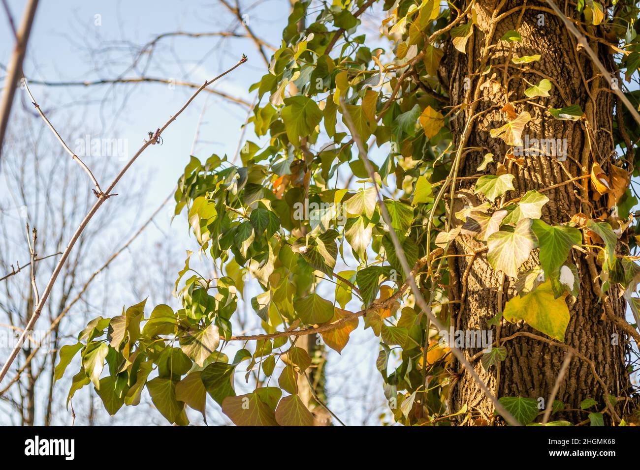 Sunlit by the winter sun, green leaves of wild ivy wrapped around an ...