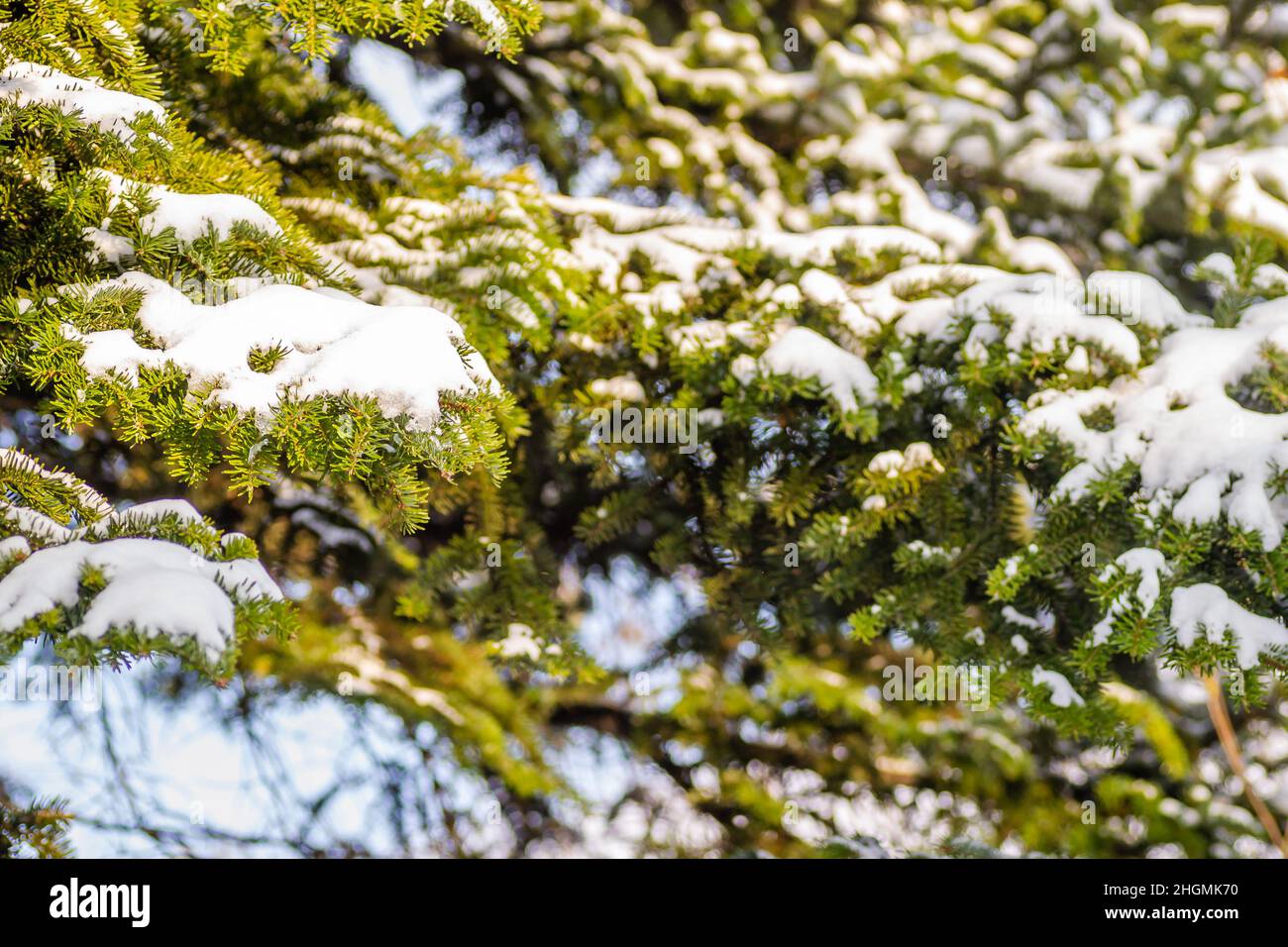 Abies alba wood hi-res stock photography and images - Alamy