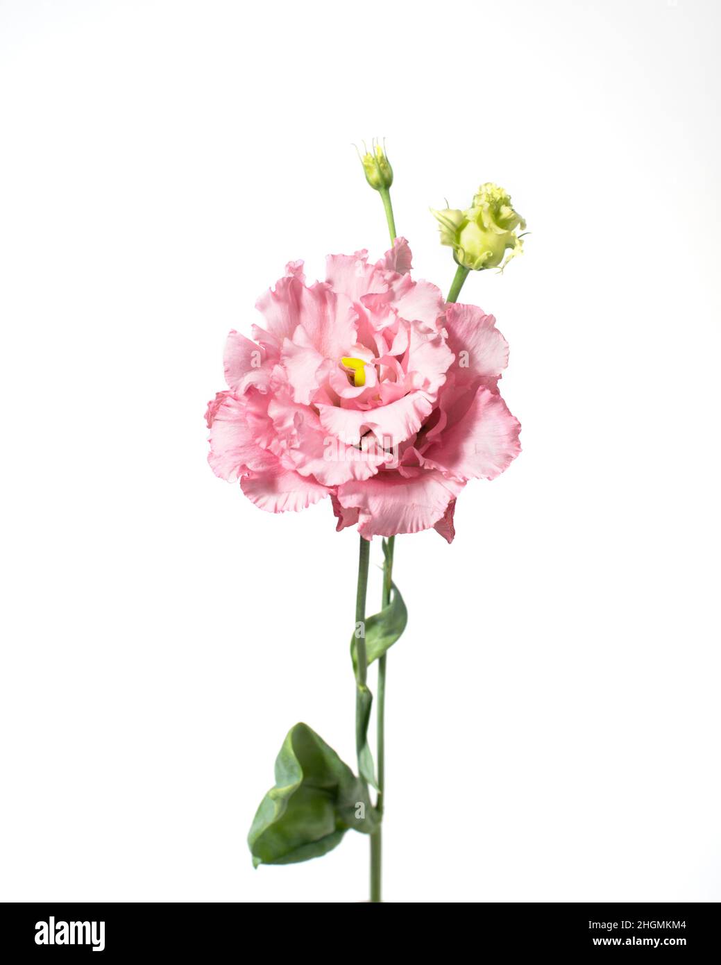 Pink Eustoma flower isolated on white background Stock Photo - Alamy