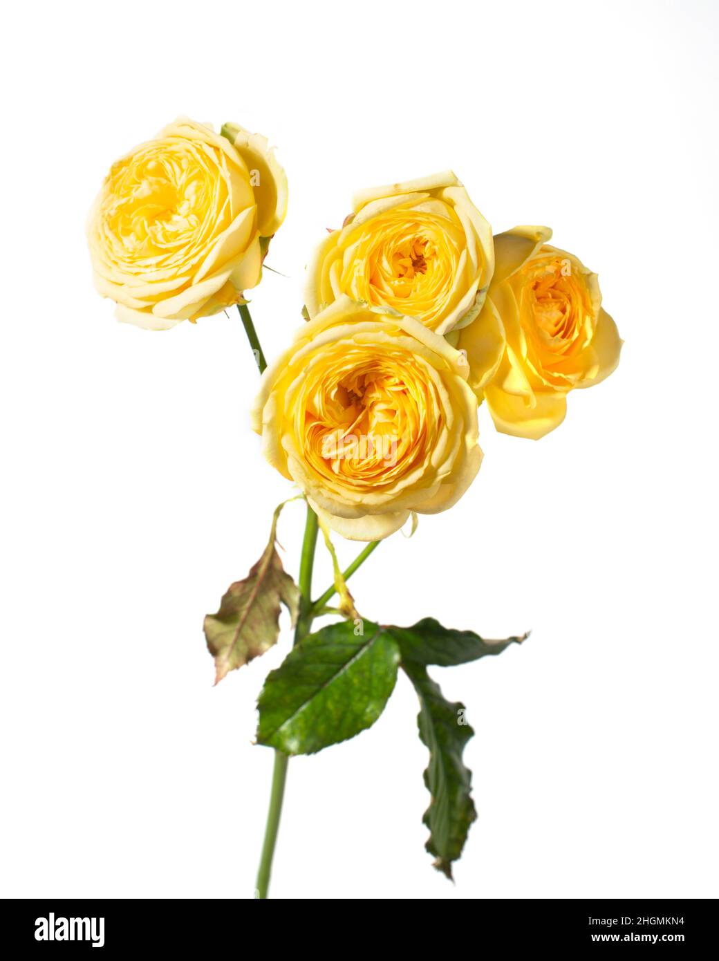 Yellow rose flowers isolated on white background Stock Photo - Alamy
