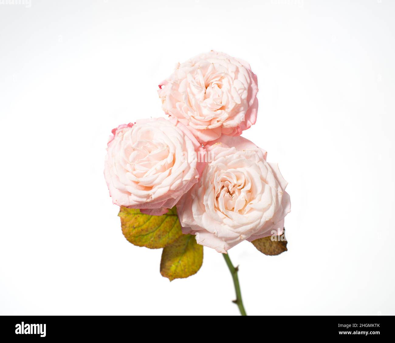 Pale pink rose flowers isolated on white background Stock Photo - Alamy