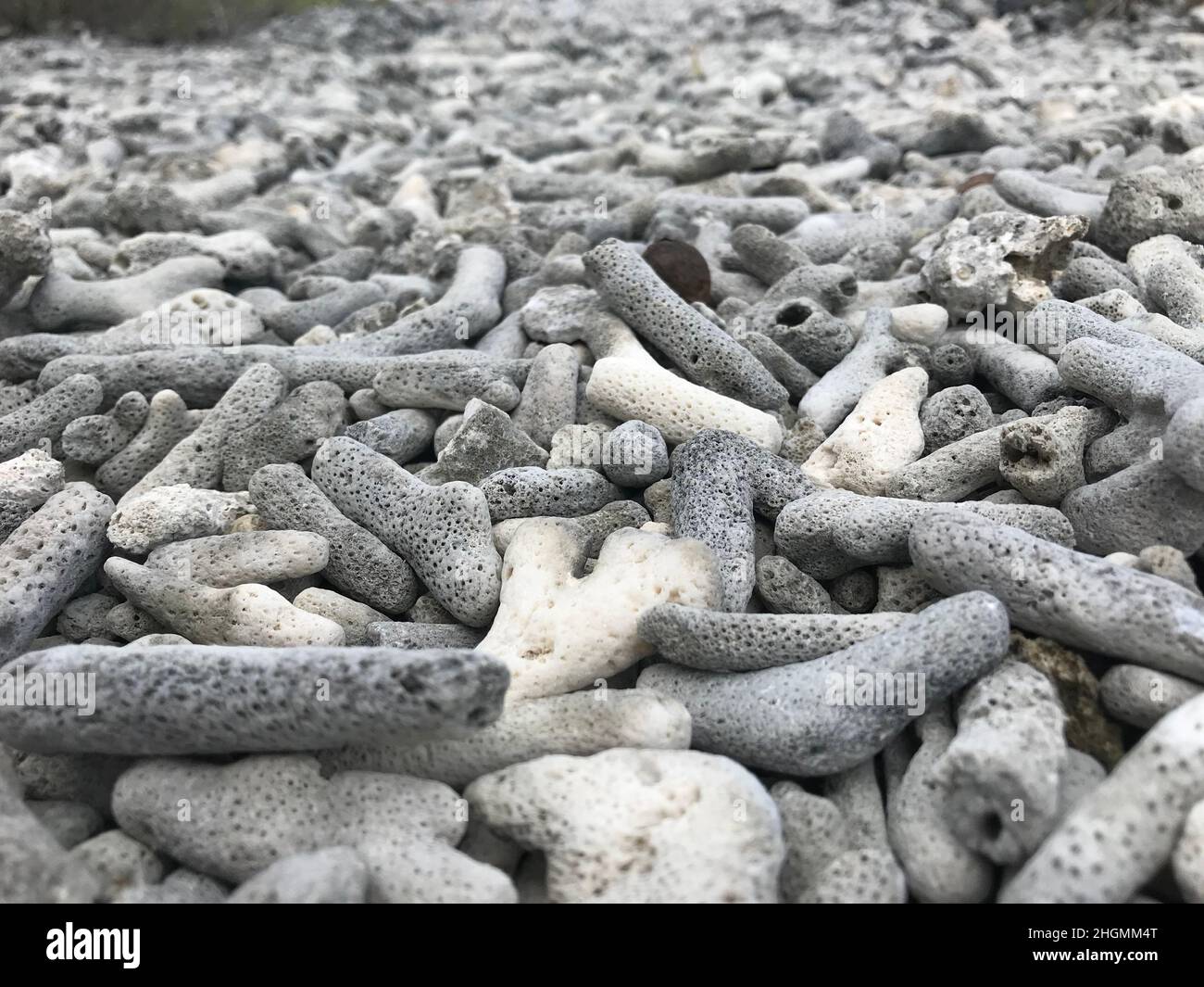 Side shells hi-res stock photography and images - Alamy