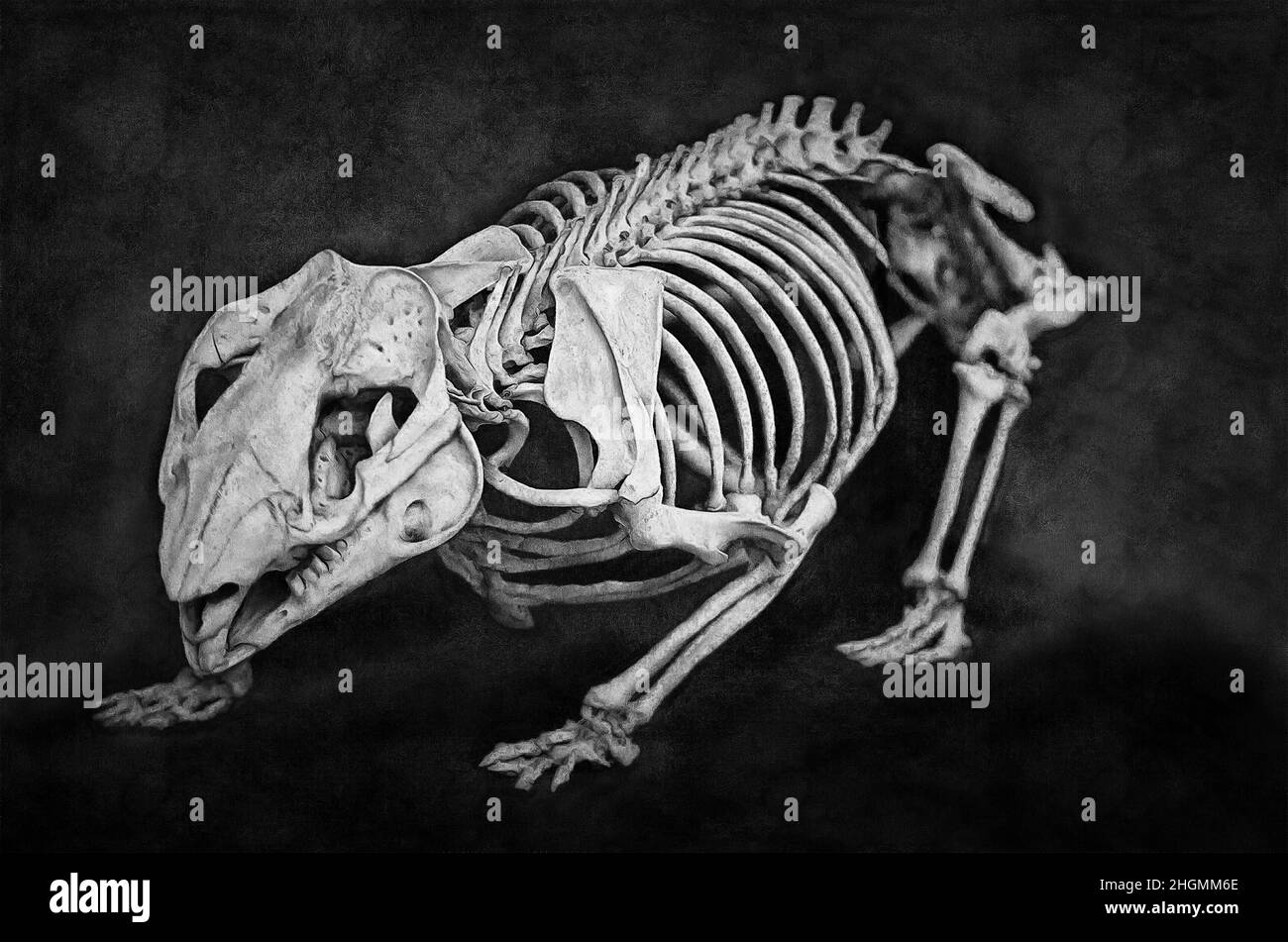 Wombat skeleton images hi-res stock photography and images - Alamy