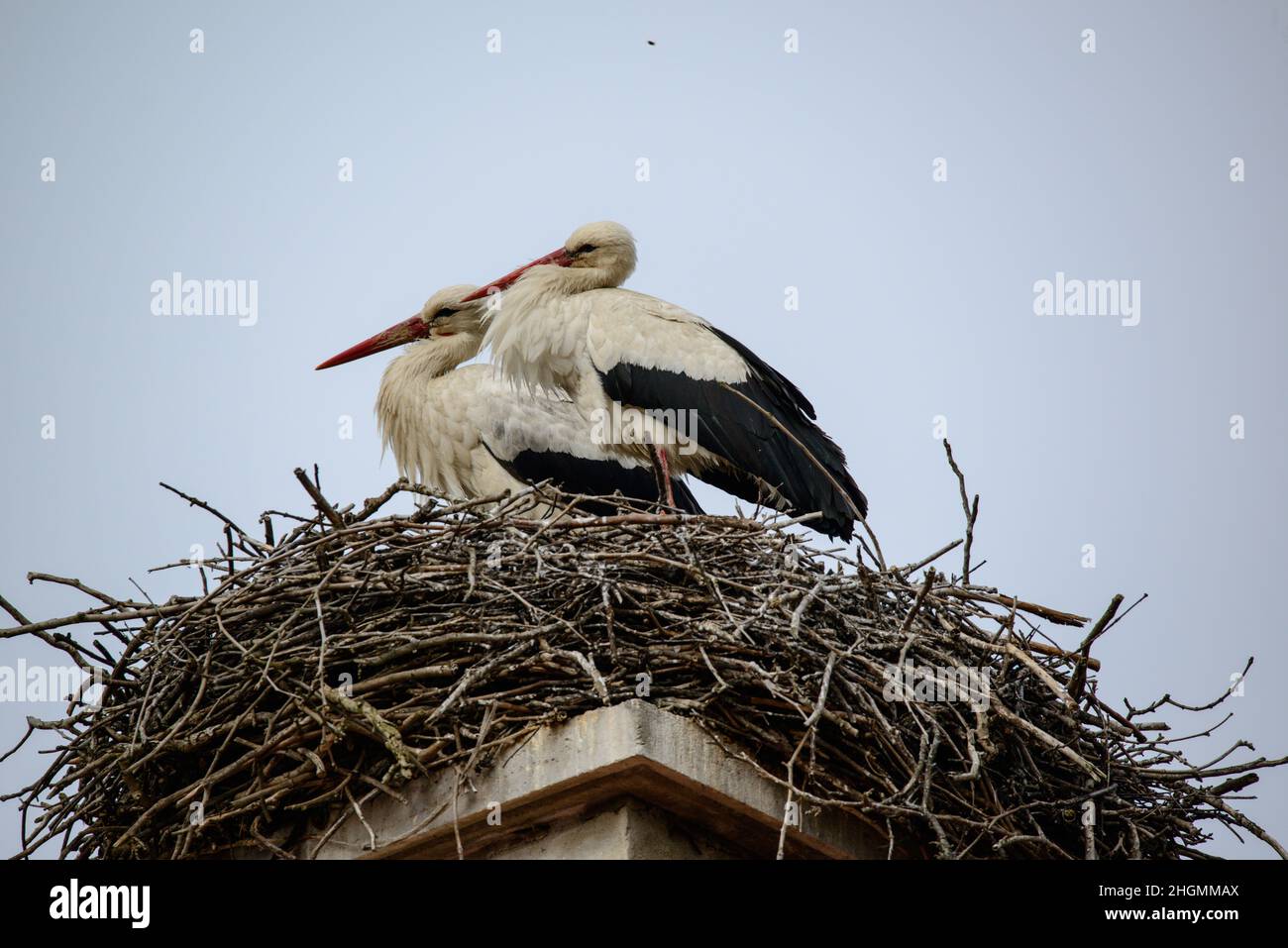 A happy pair of storks is sitting in their nest on a chimney Stock ...