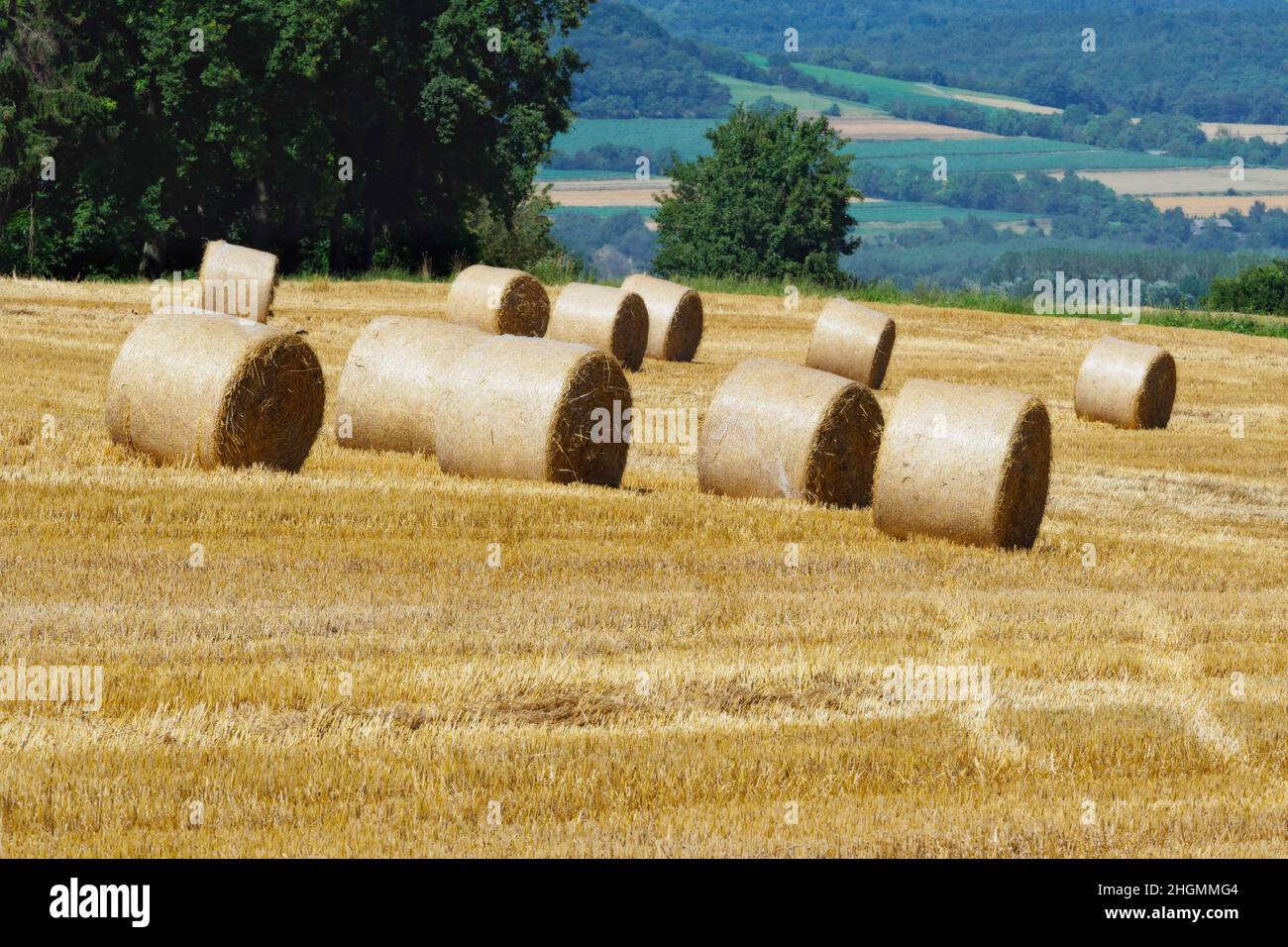 A group of rolled bales of fodder on a stubble field Stock Photo - Alamy