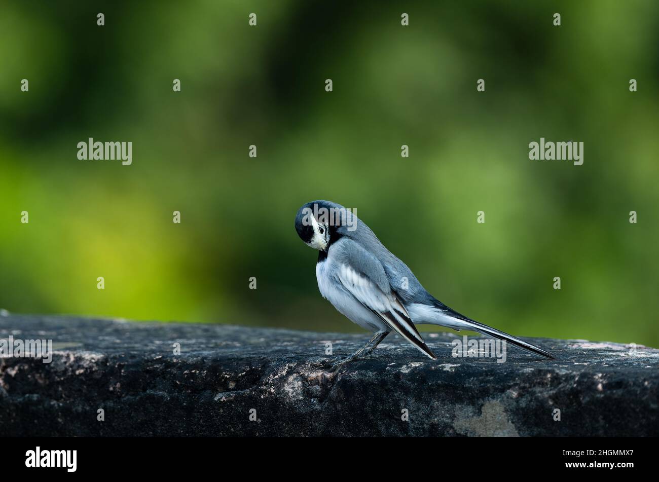 white wagtail in blur green background, The wagtail is a genus birds in ...