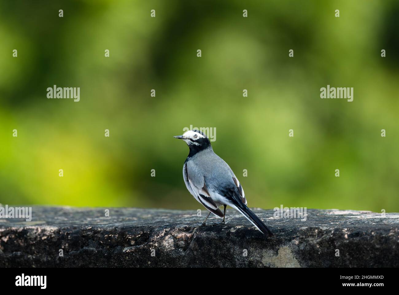 white wagtail in blur green background, The wagtail is a genus birds in ...