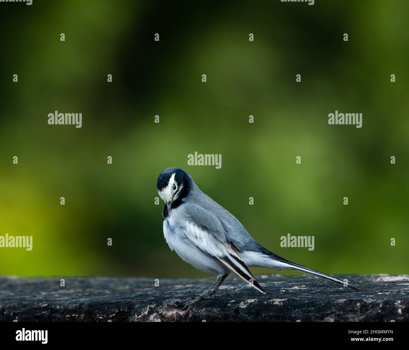 white wagtail in blur green background, The wagtail is a genus birds in ...