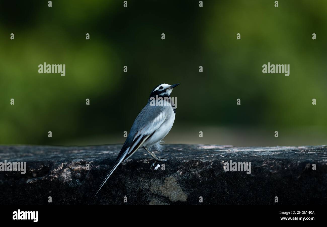 white wagtail in blur green background, The wagtail is a genus birds in ...