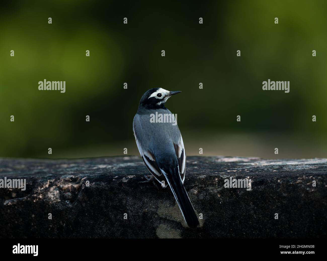 white wagtail in blur green background, The wagtail is a genus birds in ...