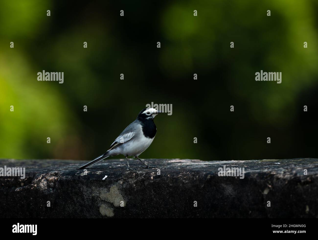 white wagtail in blur green background, The wagtail is a genus birds in ...