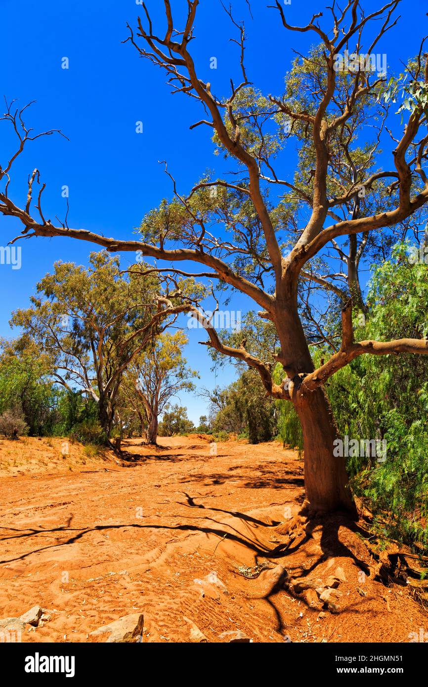 Outback creek bed hi-res stock photography and images - Alamy