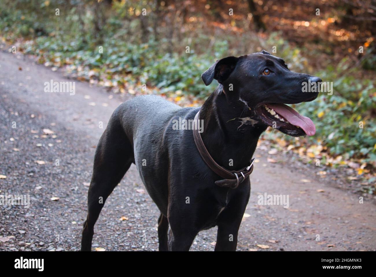 Black labrador retriever with slobber on his neck looking off to the ...