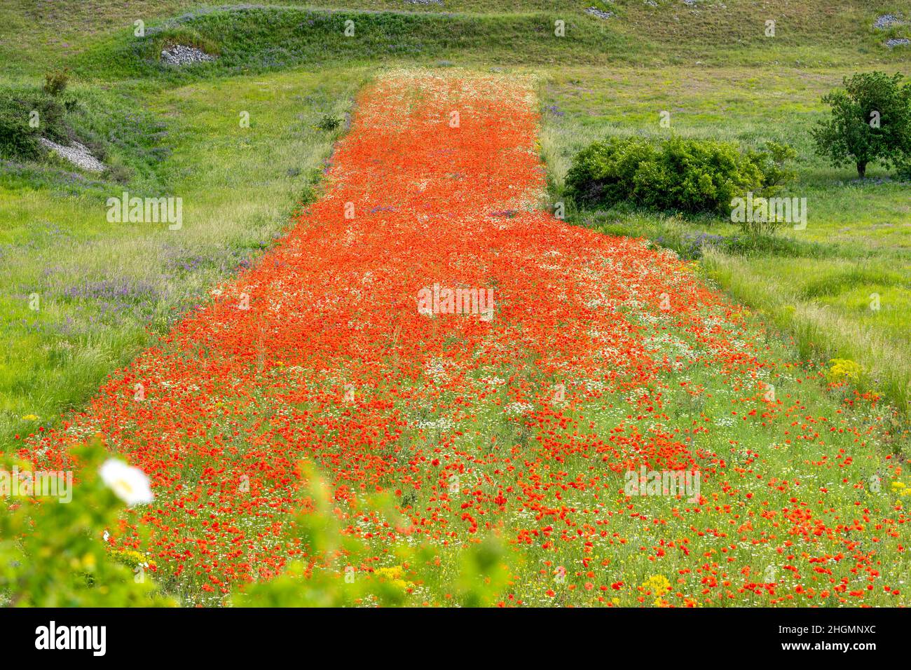 The flowering of lentils on the Gran Sasso Stock Photo - Alamy
