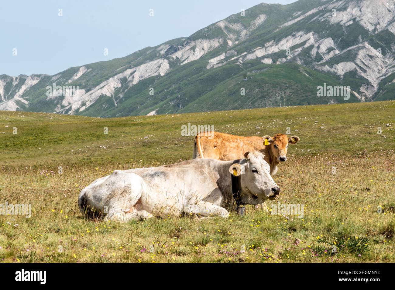 September 2021, free cows Gran Sasso and Monti della Laga National Park ...