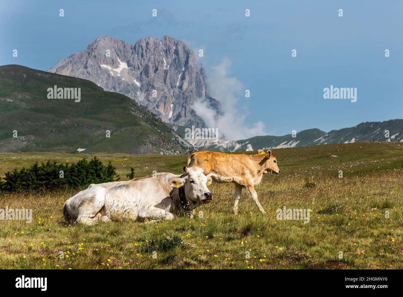 September 2021, free cows Gran Sasso and Monti della Laga National Park ...