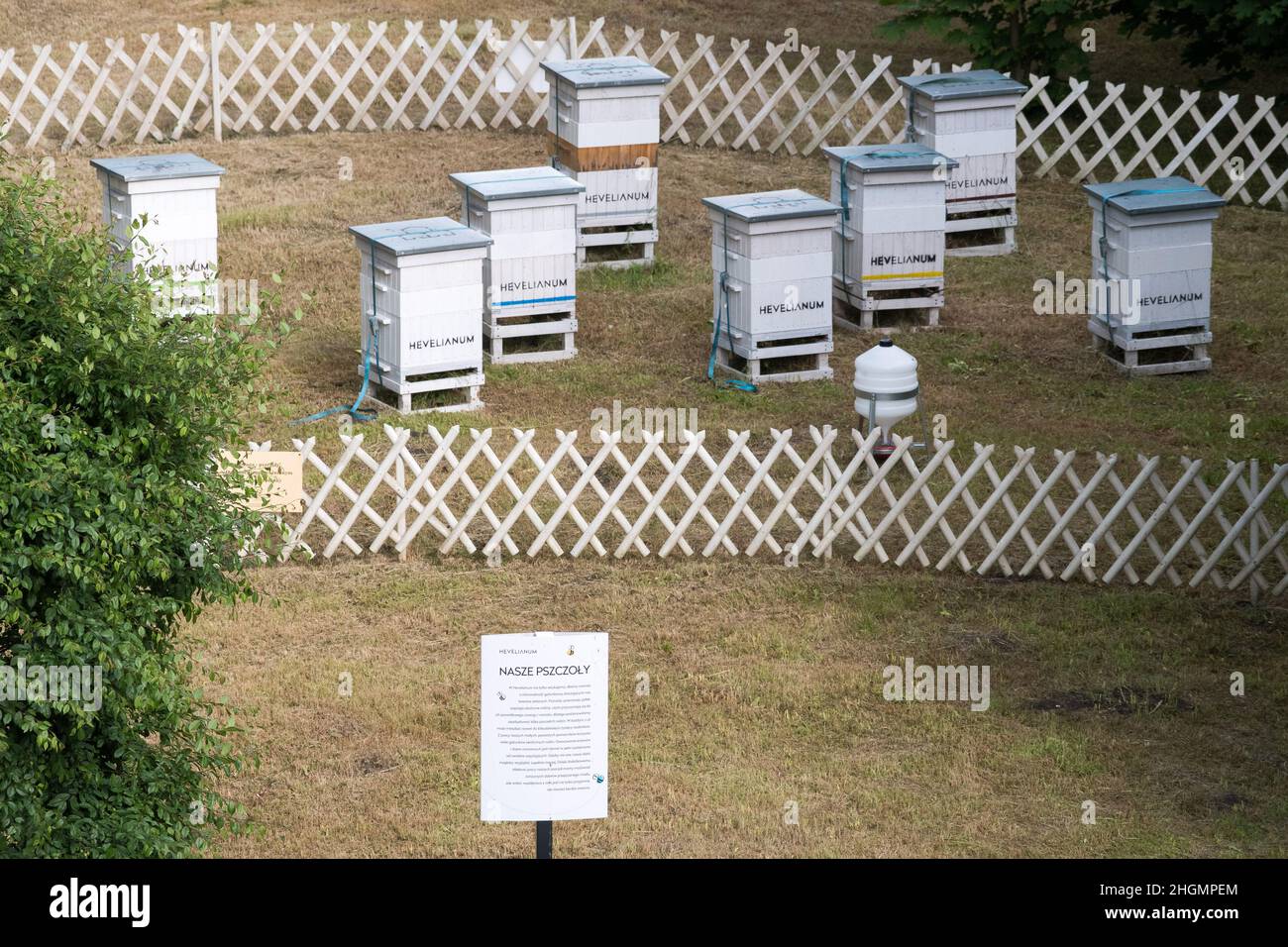 Stock of hives hi-res stock photography and images - Alamy