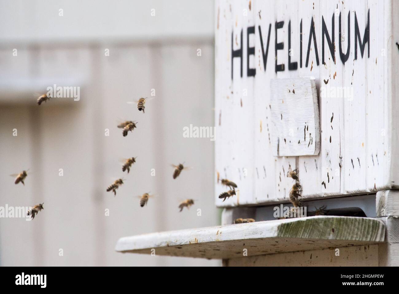 Stock of hives hi-res stock photography and images - Alamy