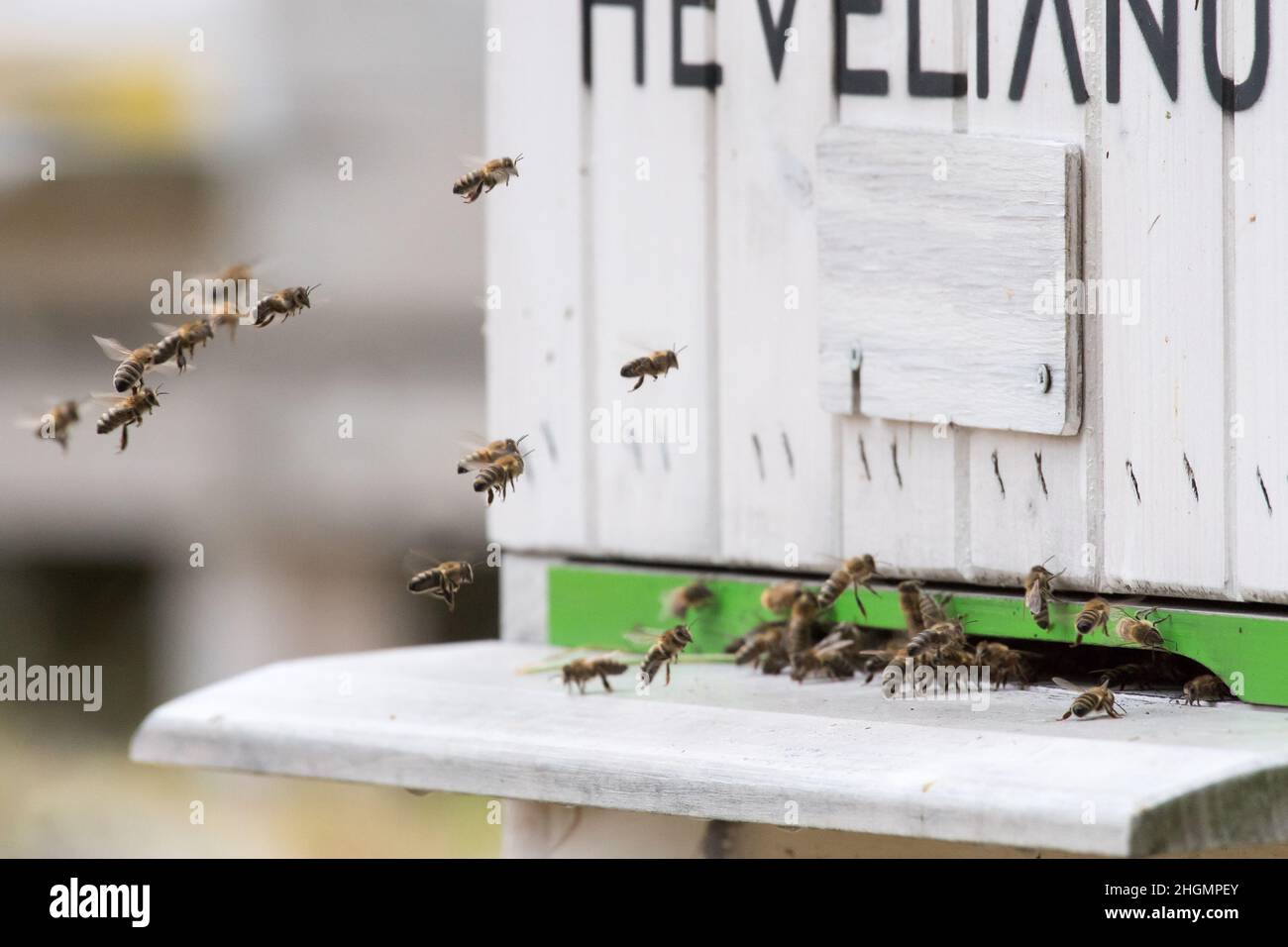 Open air hive hi-res stock photography and images - Alamy