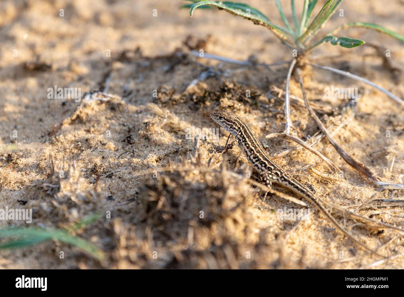 Lacerta agilis desert hi-res stock photography and images - Alamy