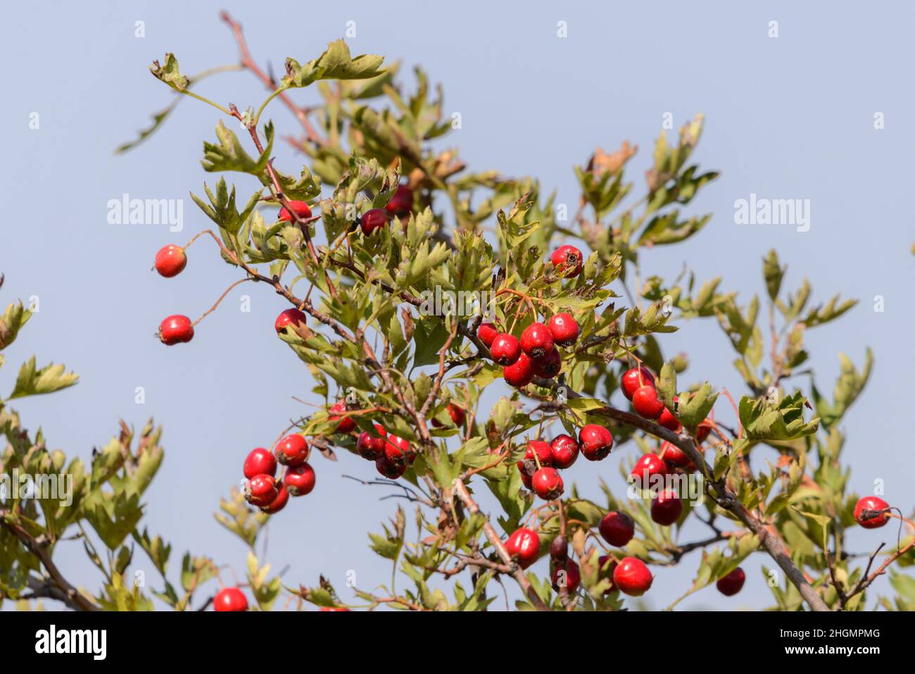Crataegus. Red forest berries on a branch. Close-up of ripe fruits of ...