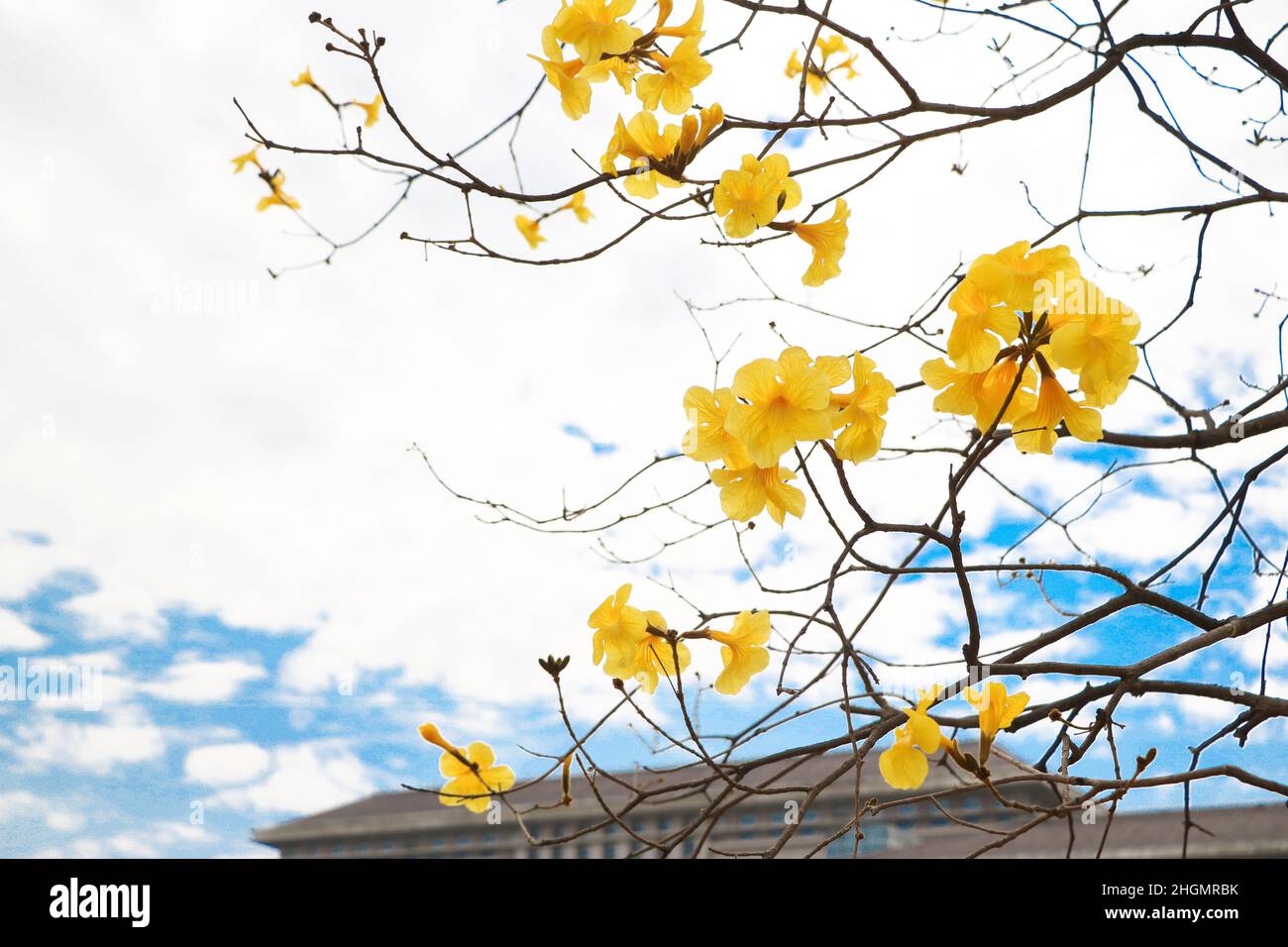 Beautiful golden trumpet tree ( Tabebuia chrysantha, Handroanthus ...