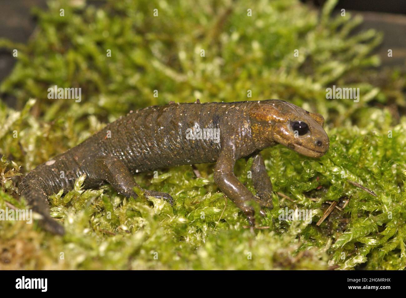 Closeup on a unique colored live-bearing Spanish fire salamander ...