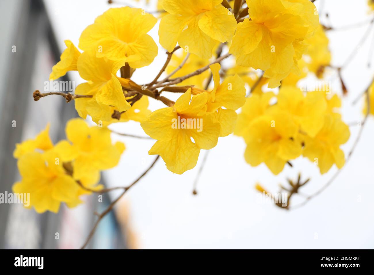 Beautiful golden trumpet tree ( Tabebuia chrysantha, Handroanthus ...