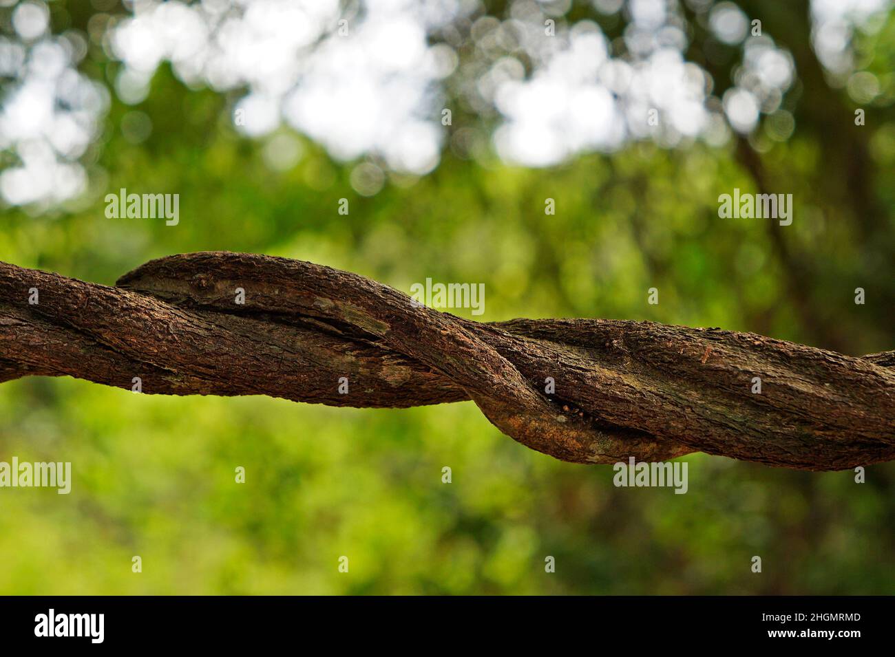 Rainforest Vine High Resolution Stock Photography and Images - Alamy