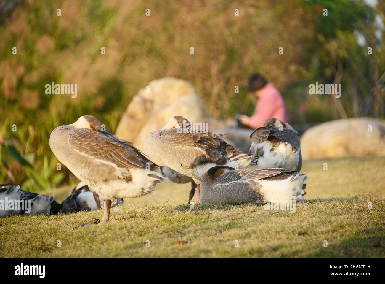 Flock geese basking on hi-res stock photography and images - Alamy
