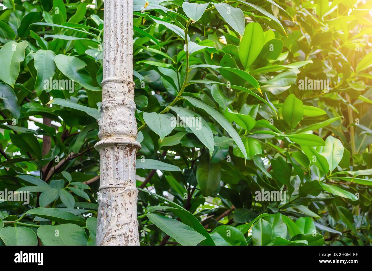 Leaves of trees and antique metal carved column with patterns Stock ...