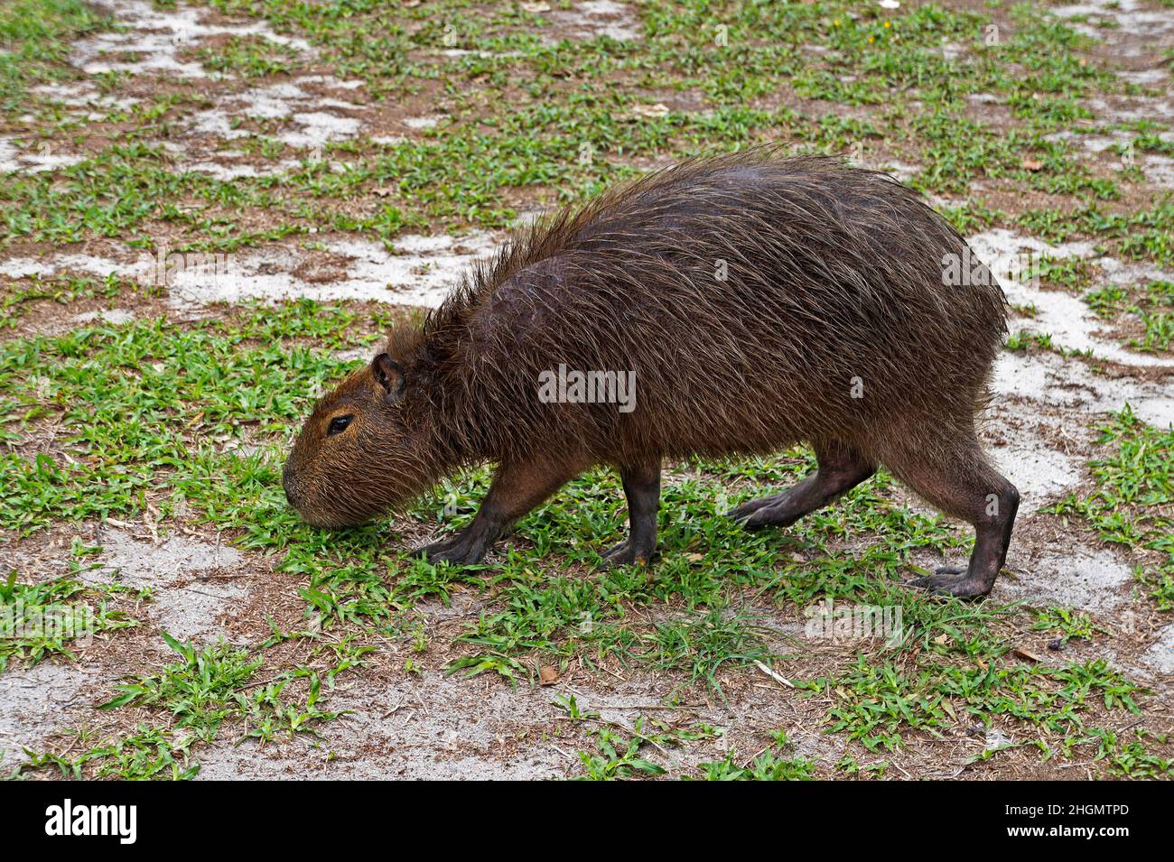 Capybara grazing (Hydrochoerus hydrochaeris), Rio Stock Photo - Alamy