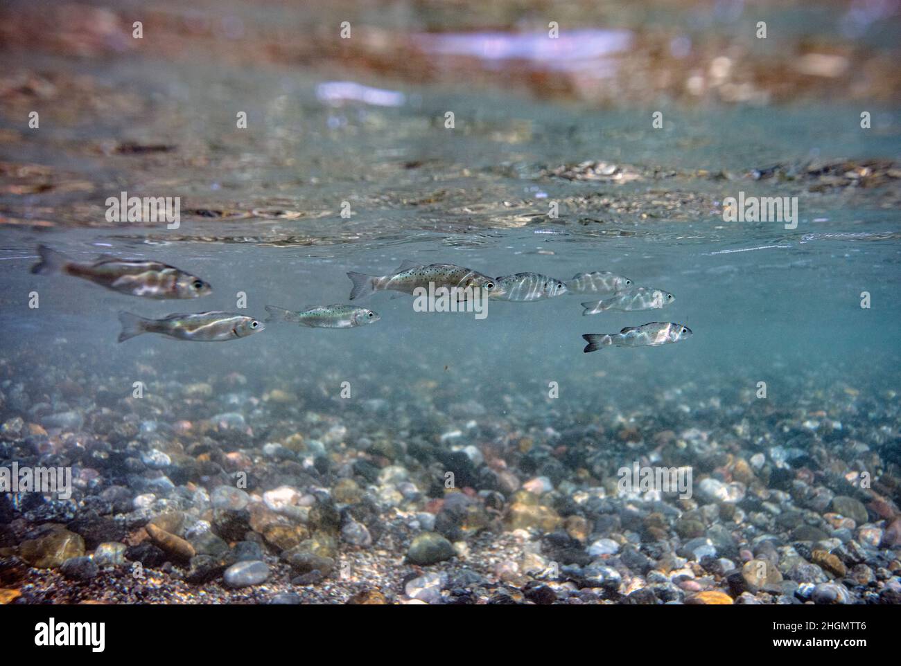 Dicentrarchus punctatus (Spotted seabass Stock Photo - Alamy