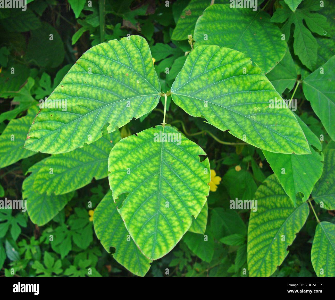 Trilobed leaf on tropical rainforest Stock Photo - Alamy