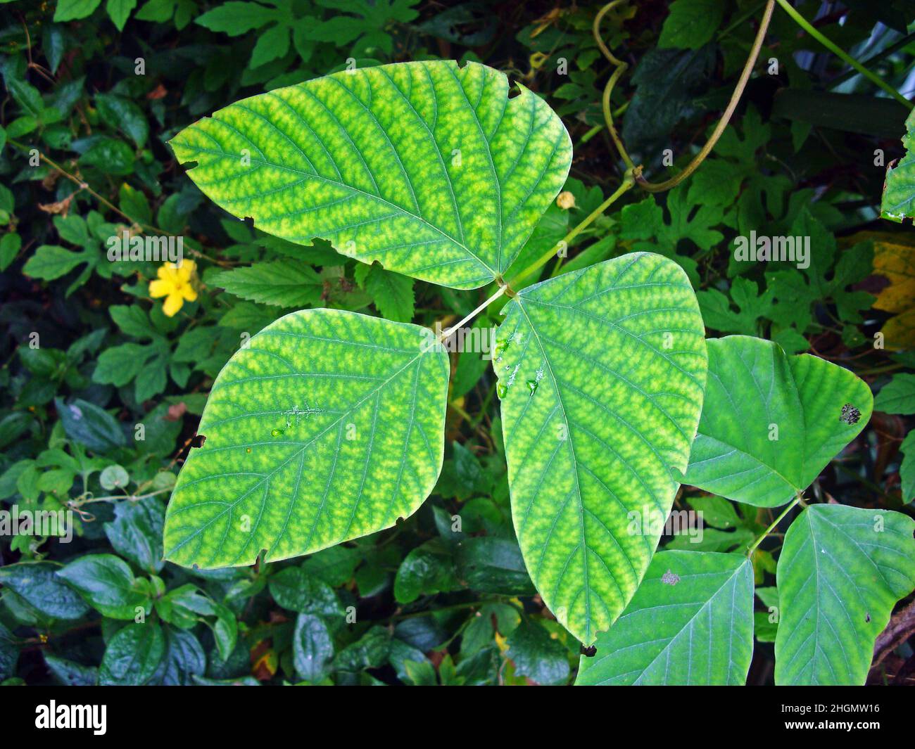 Trilobed leaf on tropical rainforest Stock Photo - Alamy