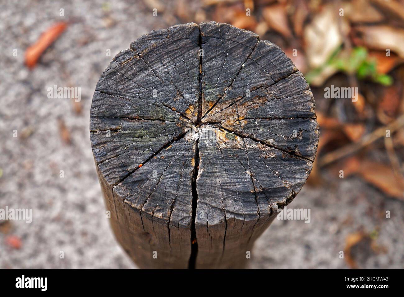 Cut tree trunk on tropical rainforest Stock Photo - Alamy