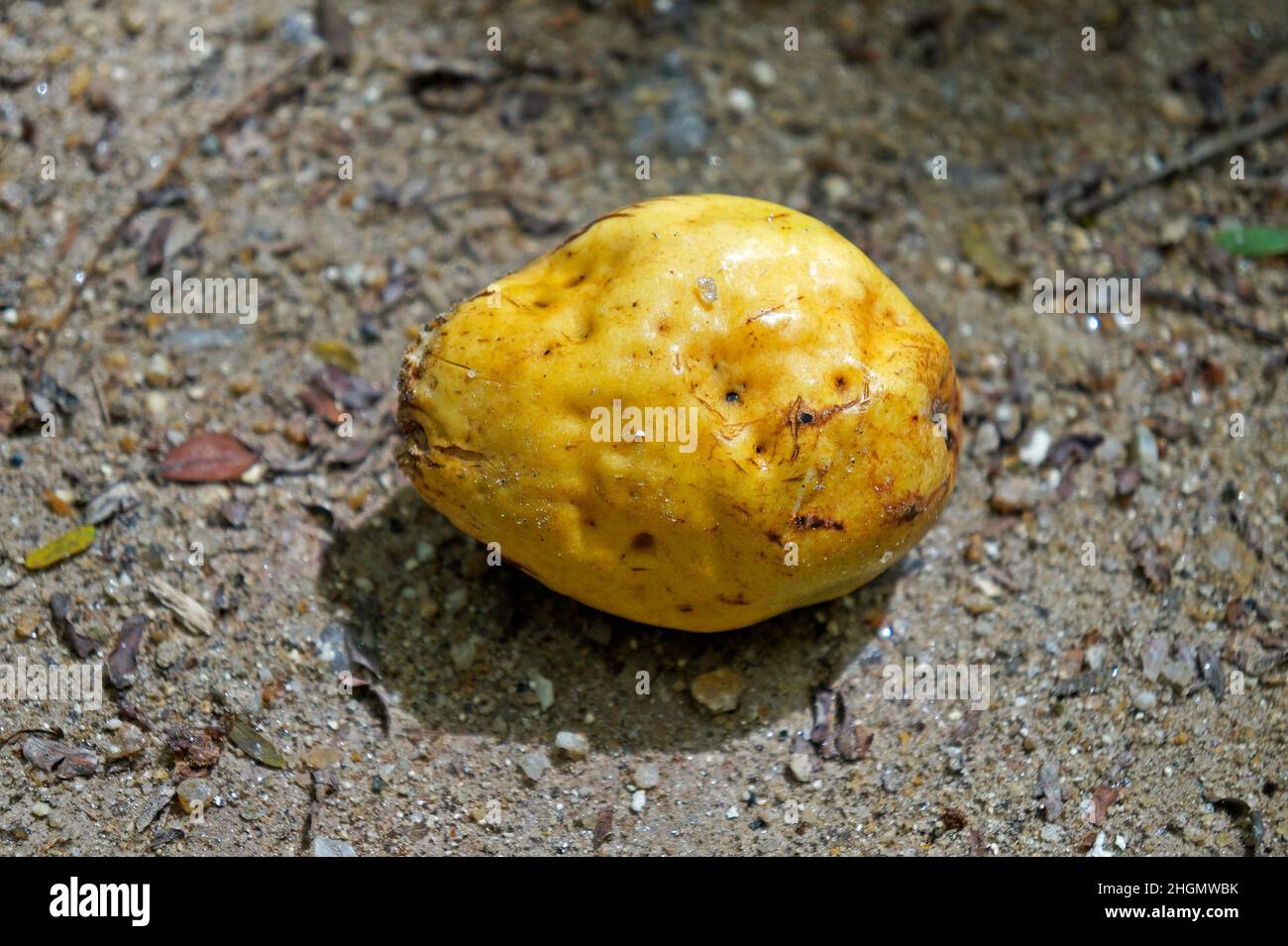 Malabar almond fruit on soil Stock Photo - Alamy