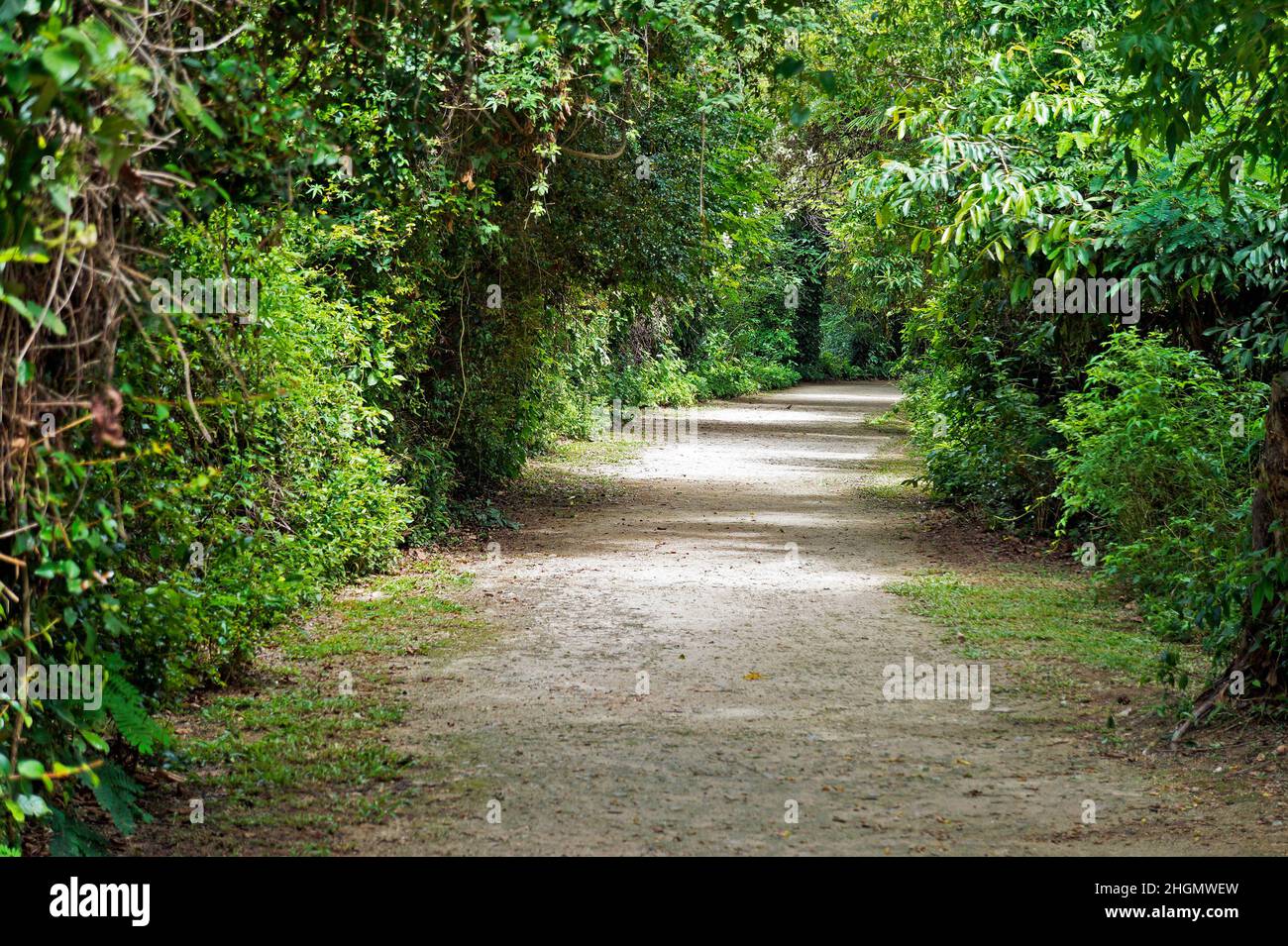 Woodland footpath in Rio de Janeiro Stock Photo - Alamy
