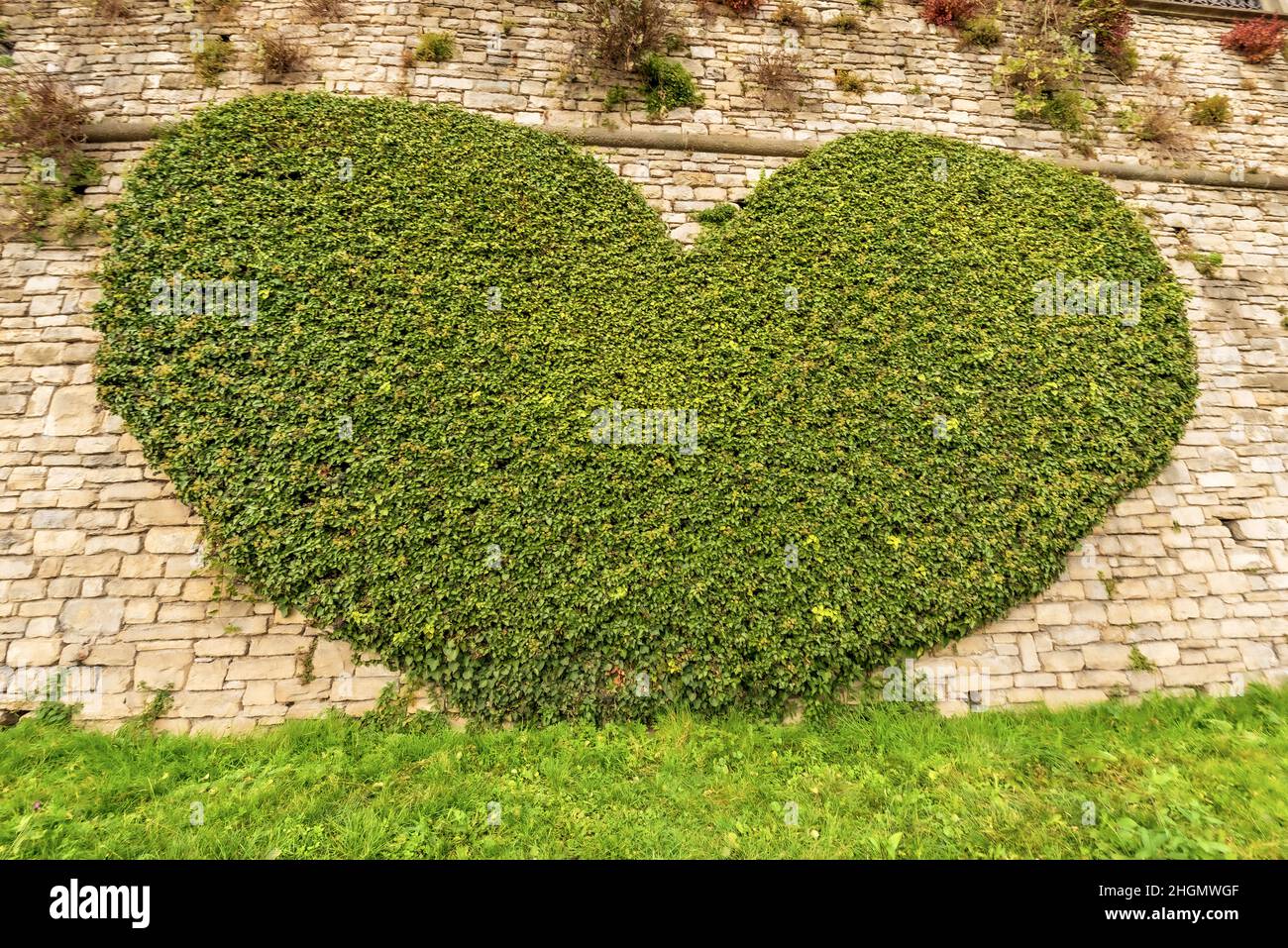 Close-up of a green creeper plant in the shape of a heart on a stone ...