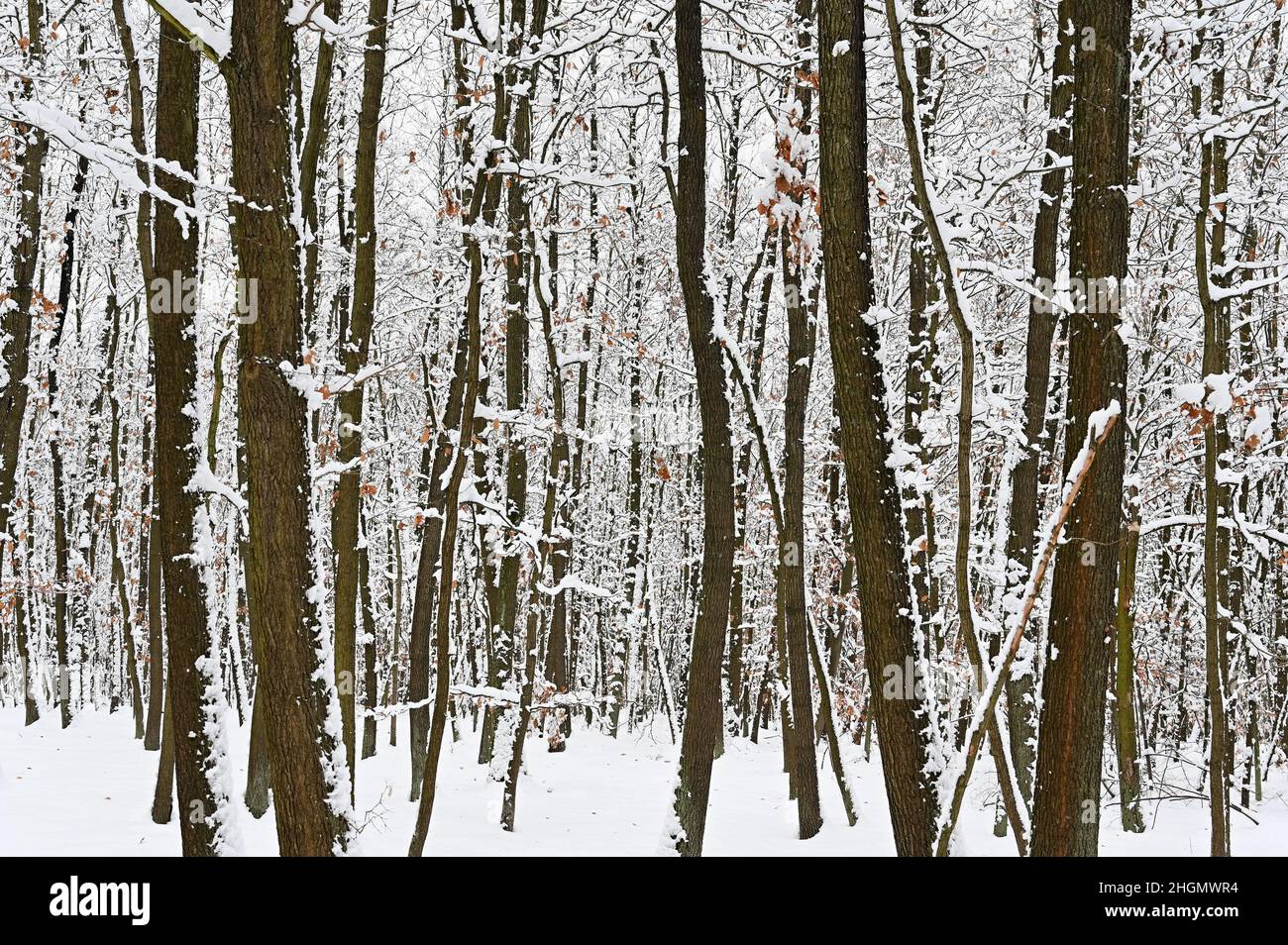Snowy trees in forest. Beautiful concept for winter, nature and forest ...