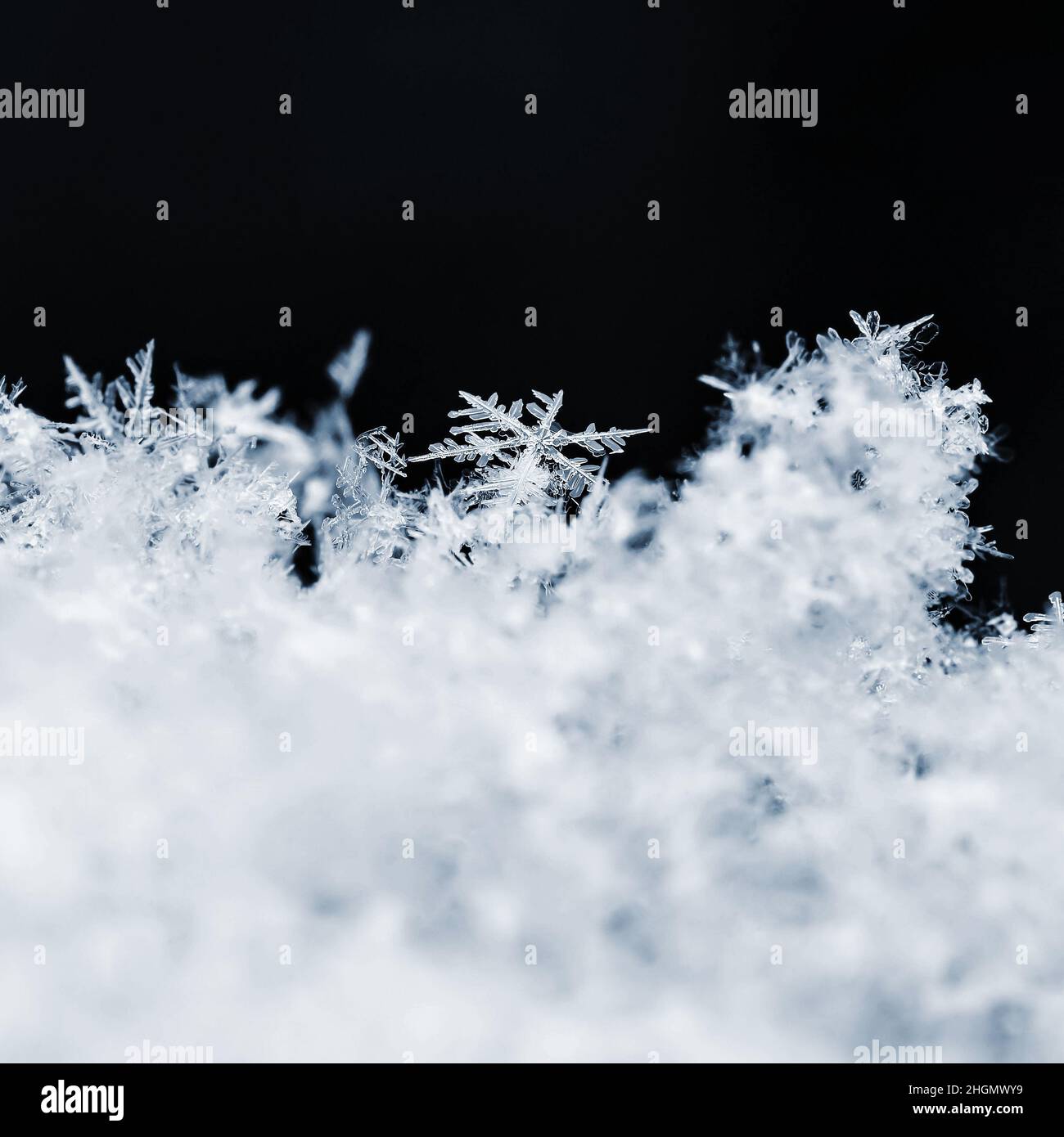 Real snowflake hi-res stock photography and images - Alamy