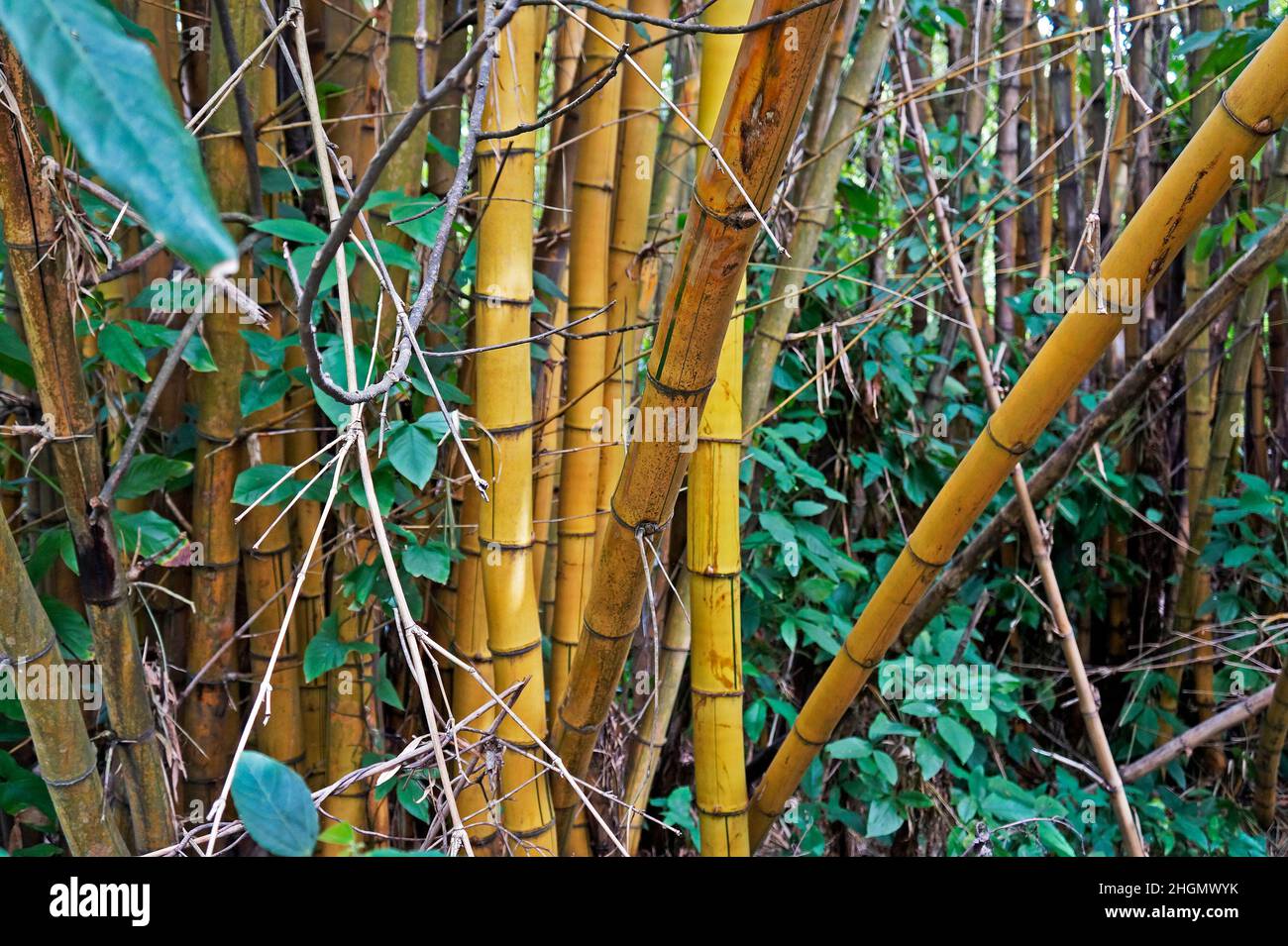 Bamboo in the tropical forest Stock Photo - Alamy